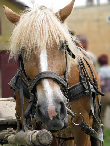 The Perils of Being a Workhorse in the Workplace | ERE